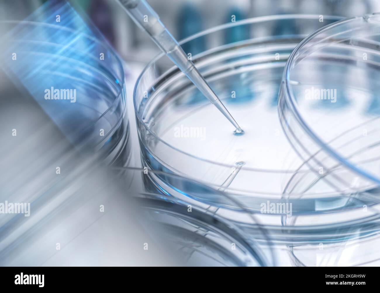 Pipetting of sample into Petri dish Stock Photo - Alamy