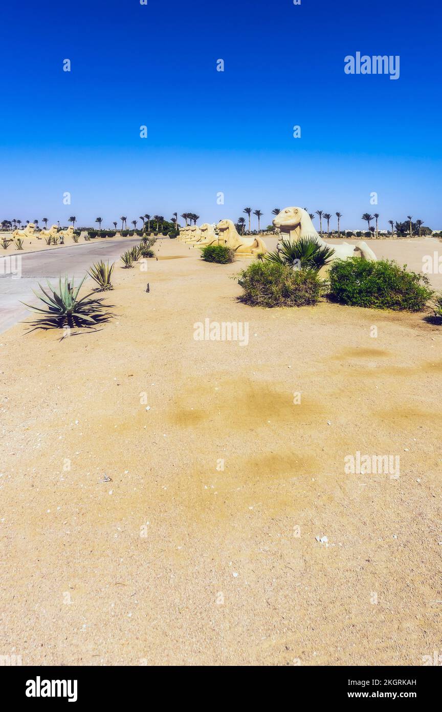 Egypt, Red Sea Governorate, Row of Criosphinx sculptures along empty ...