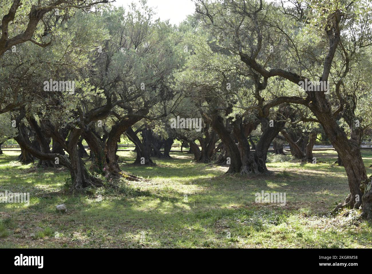 Olive trees in the century-old olive grove of La Farlède Var Stock ...