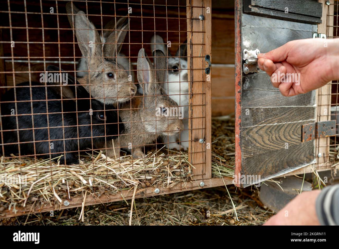 Hand of farmer opening cage Stock Photo - Alamy