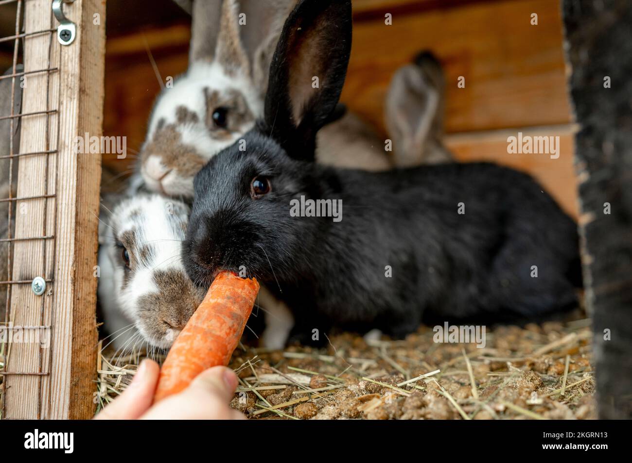 Carrots Rabbit Feeding at Cynthia Jasmin blog