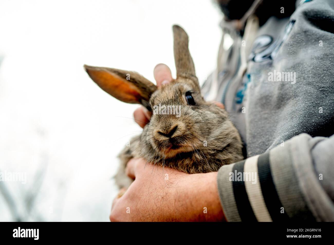 Hands holding rabbit hi-res stock photography and images - Alamy
