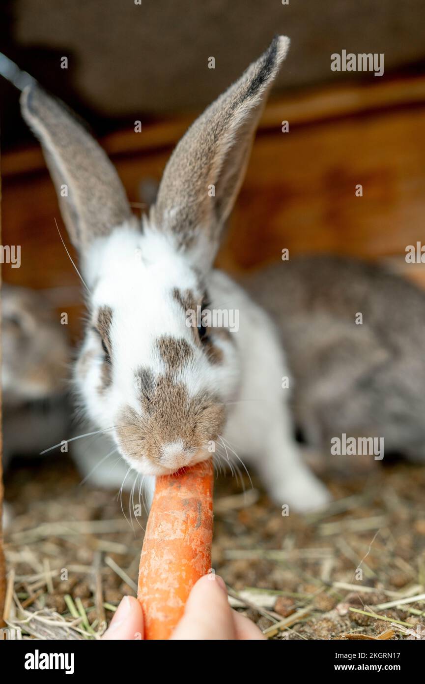 Carrots Rabbit Feeding at Cynthia Jasmin blog