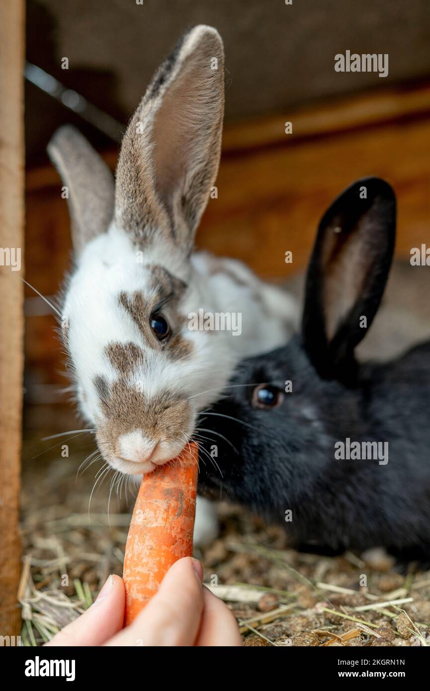 Carrots Rabbit Feeding at Cynthia Jasmin blog