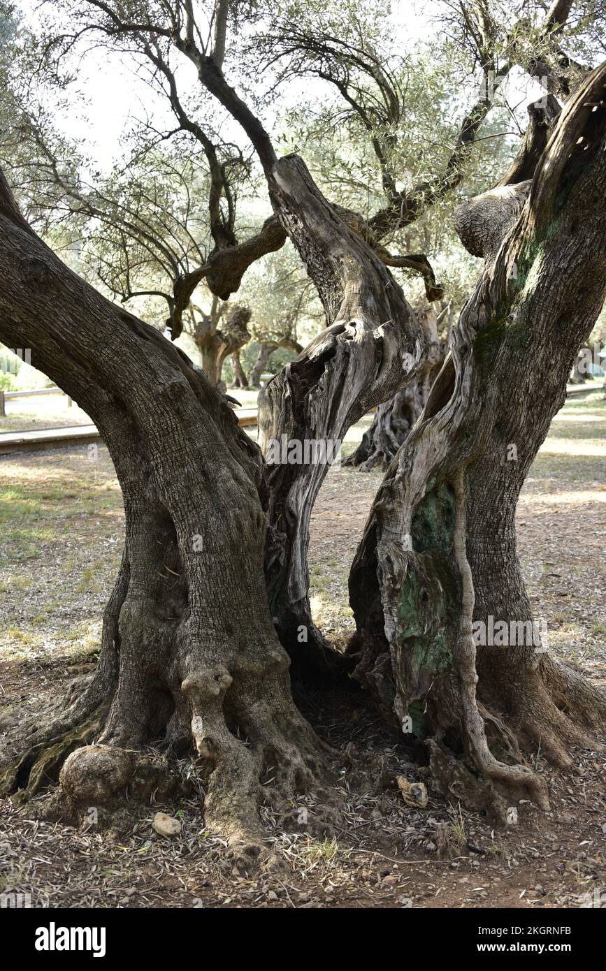 Trunk of olive trees in the century-old olive grove of La Farlède Var ...