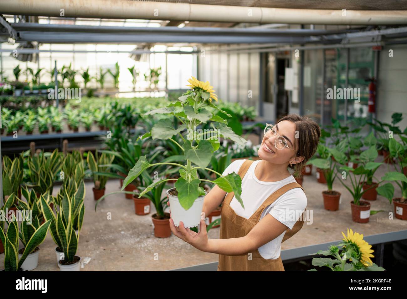 Happy gardener holding sunflower plant in nursery Stock Photo - Alamy