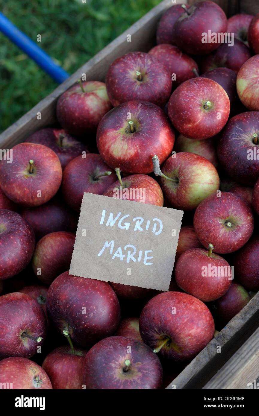 Crate of fresh ripe Ingrid Marie apples Stock Photo - Alamy
