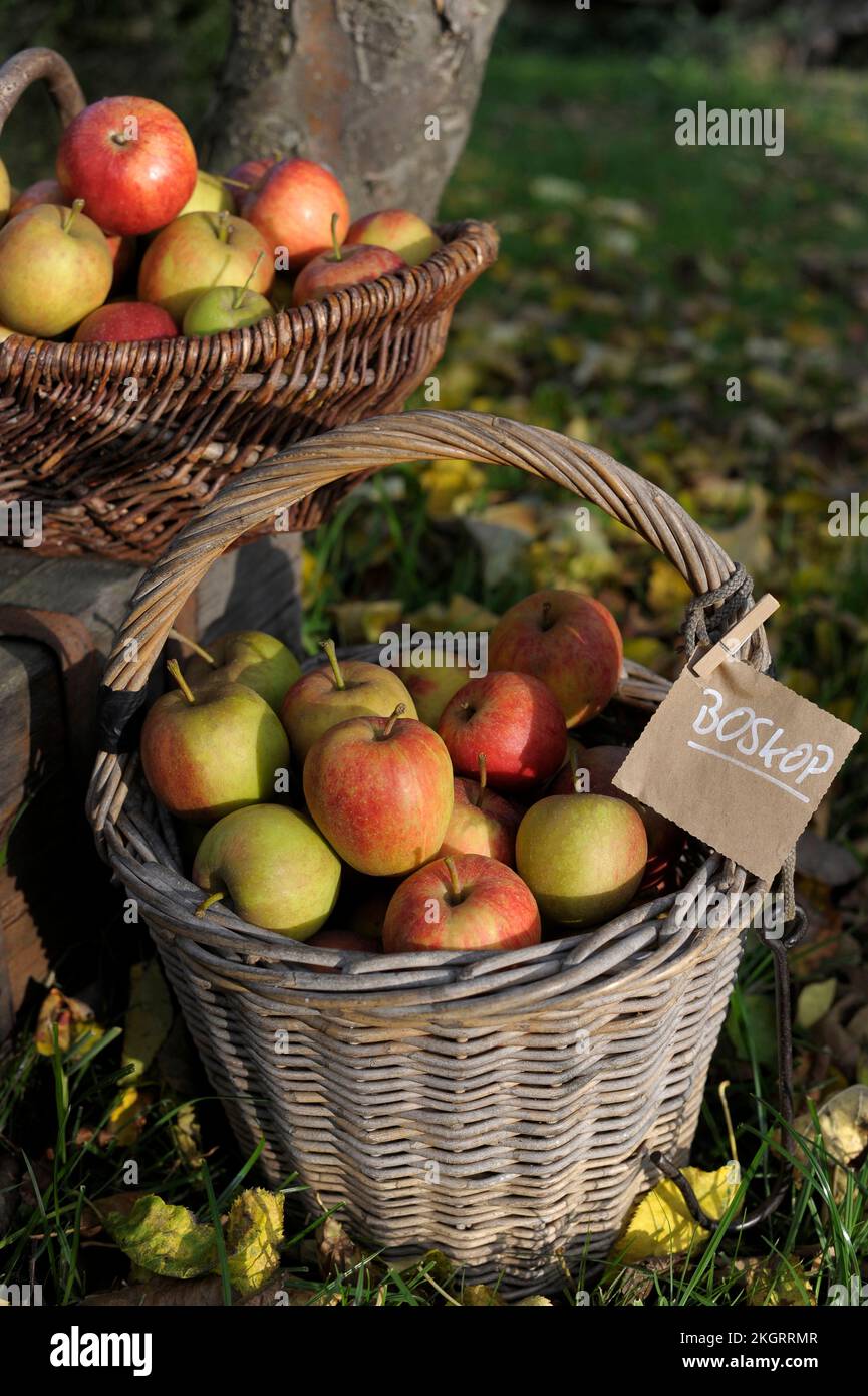 Apples product photography hi-res stock photography and images - Alamy