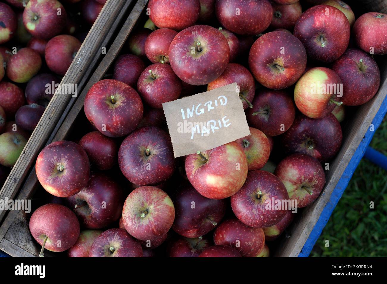 Crate of fresh ripe Ingrid Marie apples Stock Photo - Alamy