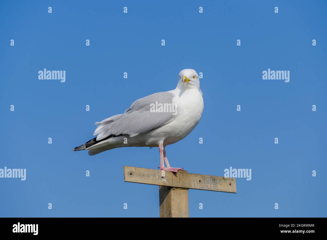 Wildlife uk england britain british english perch perched hi-res stock ...