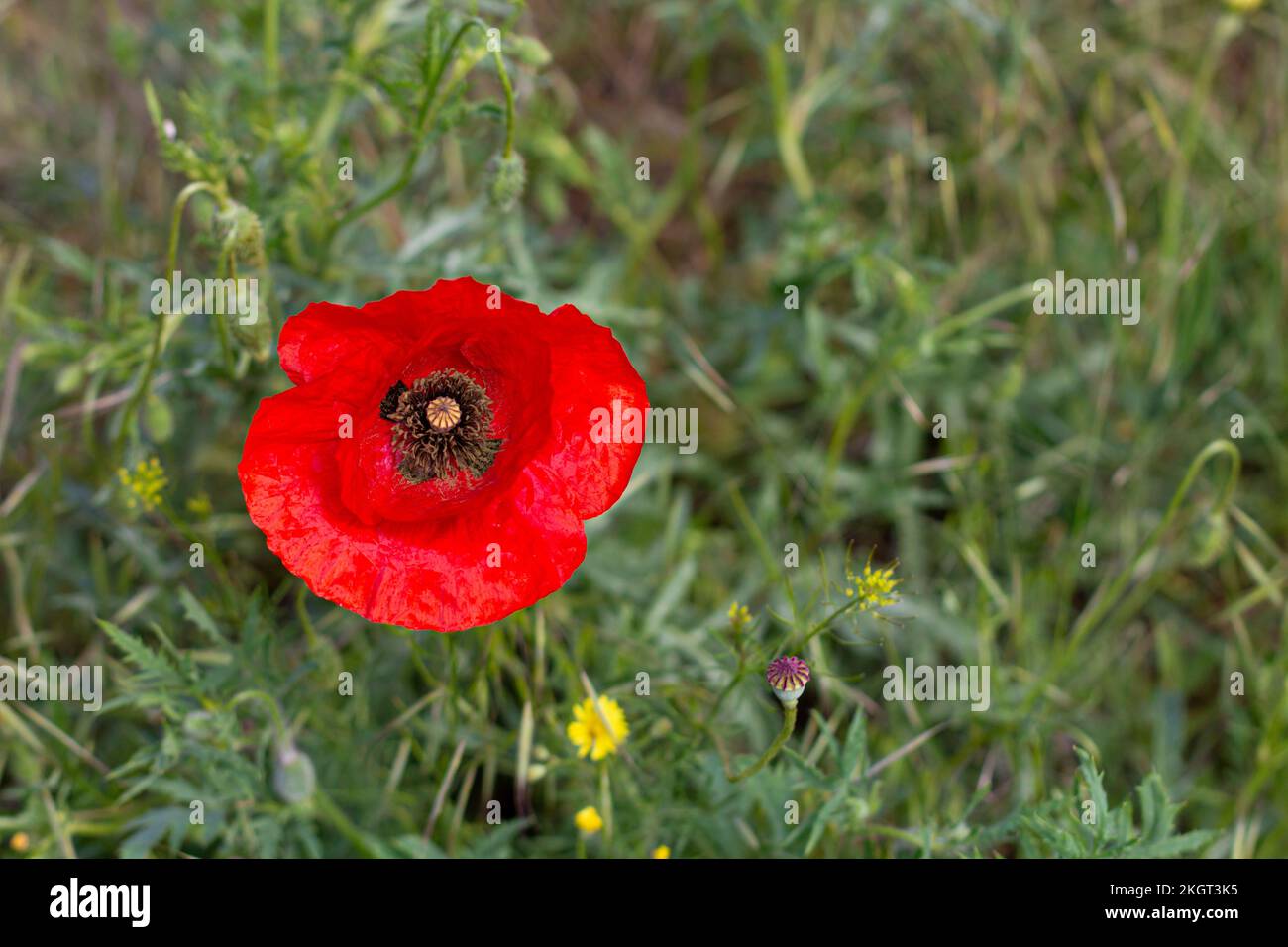 red poppy close-up, delicate flowers, beautiful view for design Stock ...