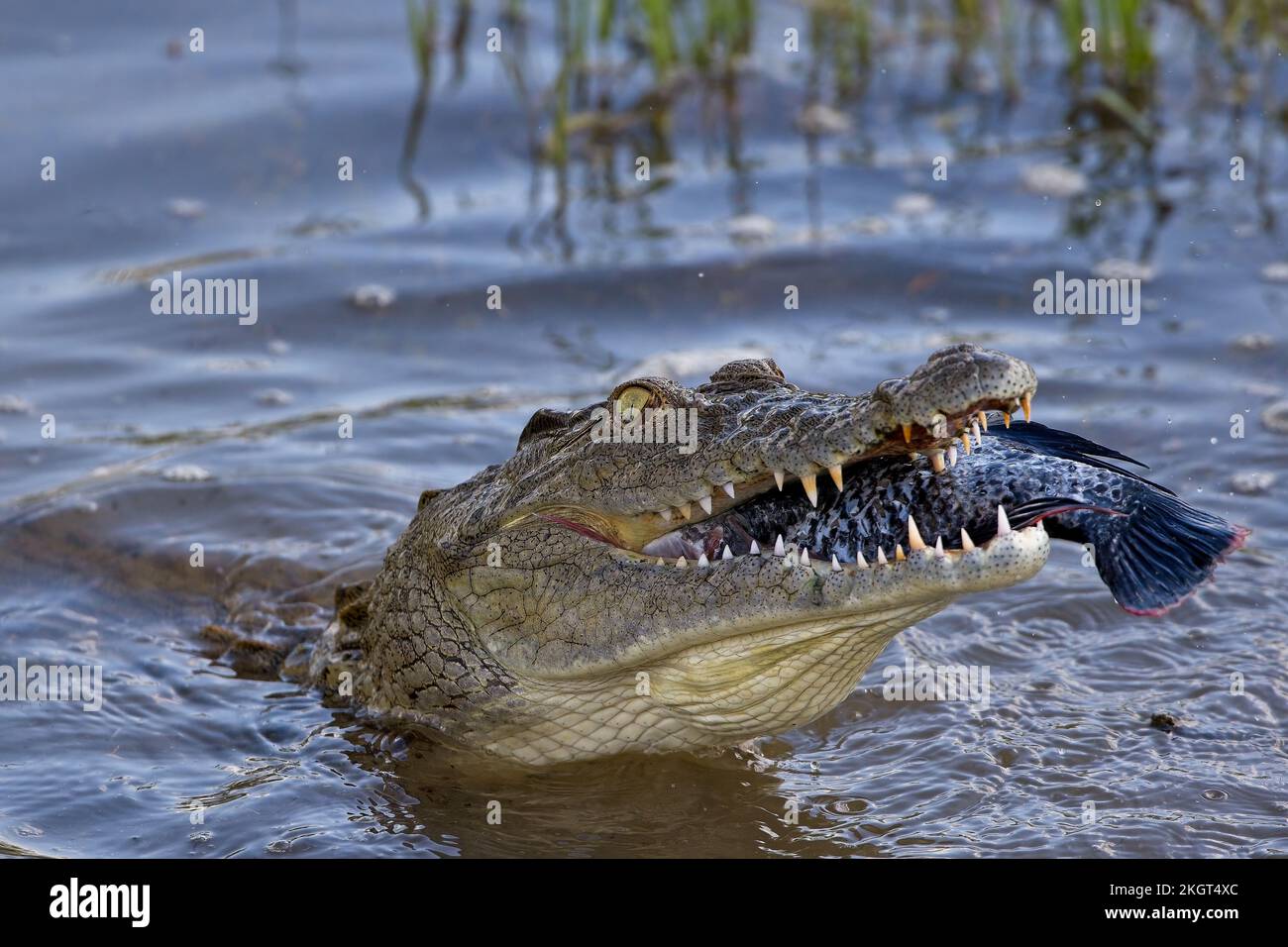 A close-up of a crocodile eating a big fish in Mankwe Dam, Pilansberg ...