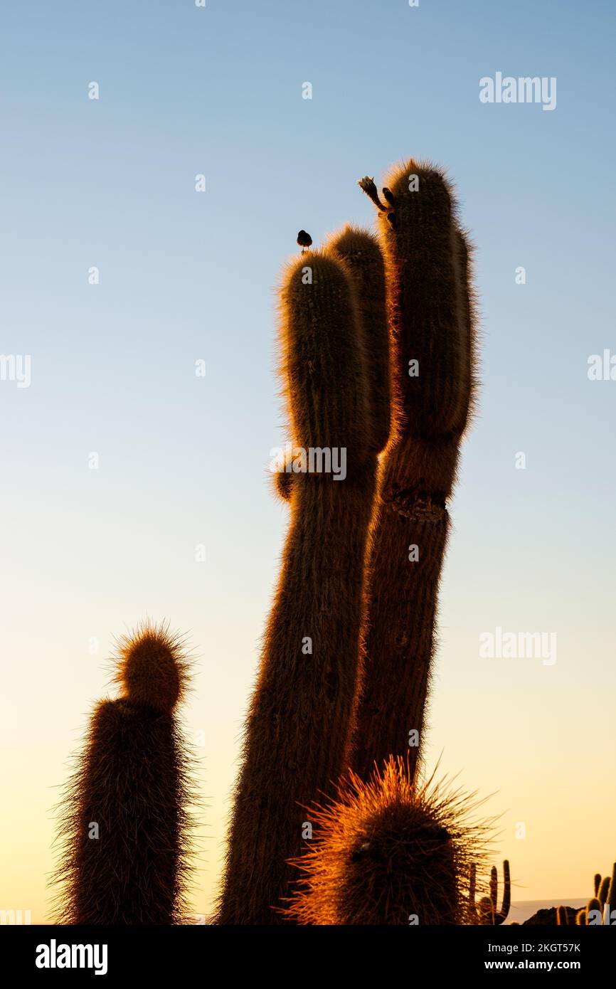 Gigant cacti at sunrise in the Incahuasi Island (or Inkawasi) on the ...