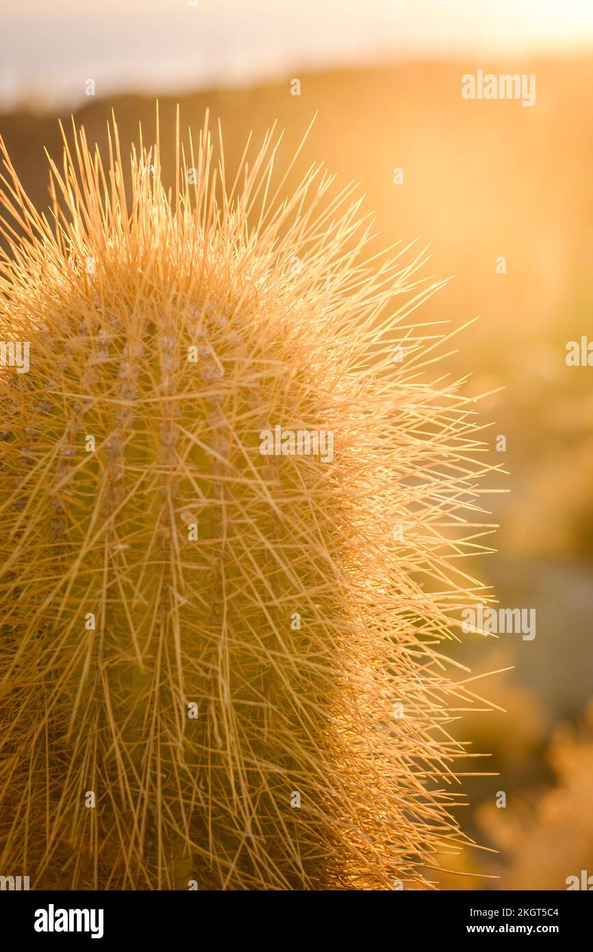 Gigant cacti at sunrise in the Incahuasi Island (or Inkawasi) on the ...