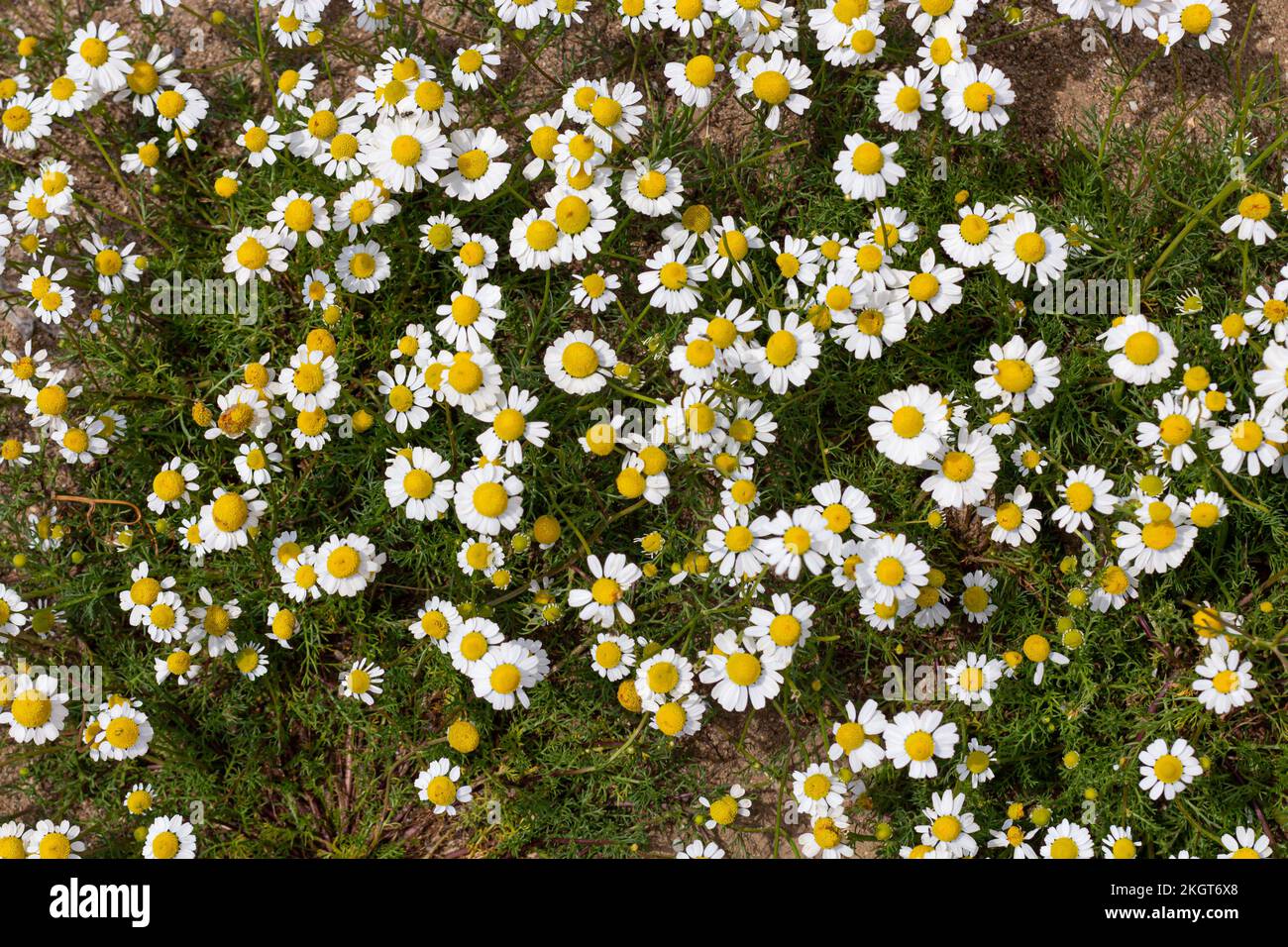 daisies, small white flowers with a yellow center, commonly called the ...