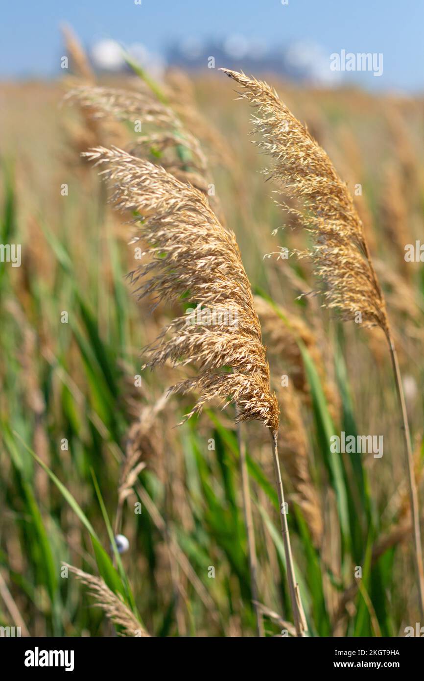 Common reed, Dry reeds, blue sky, (Phragmites australis Stock Photo - Alamy