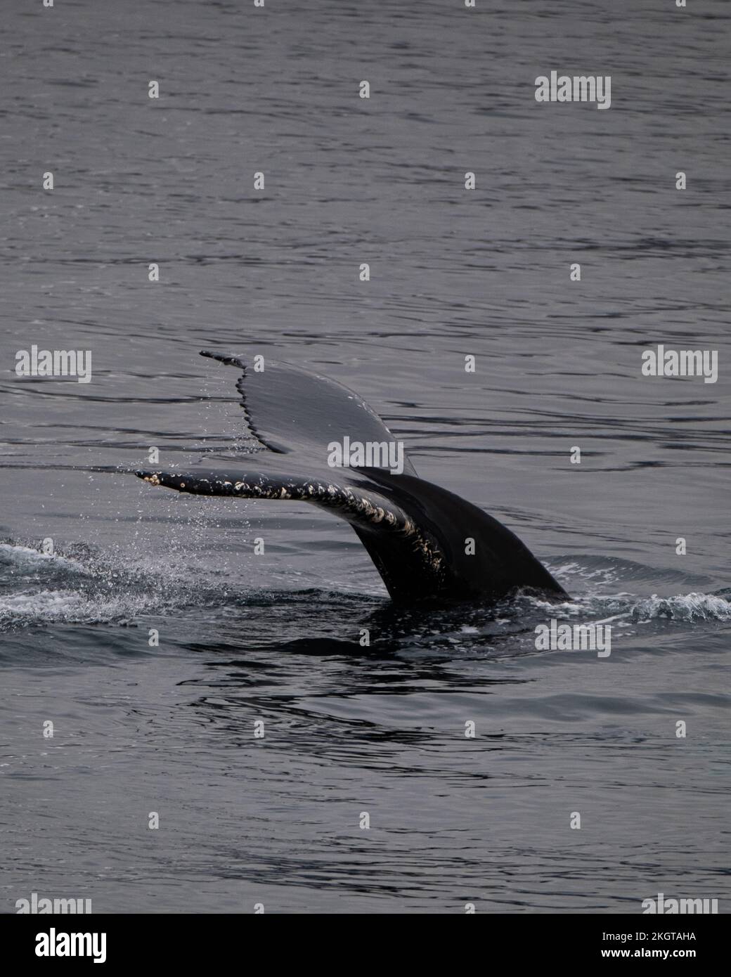 A vertical grayscale of a whale tail in the process of diving into the ...