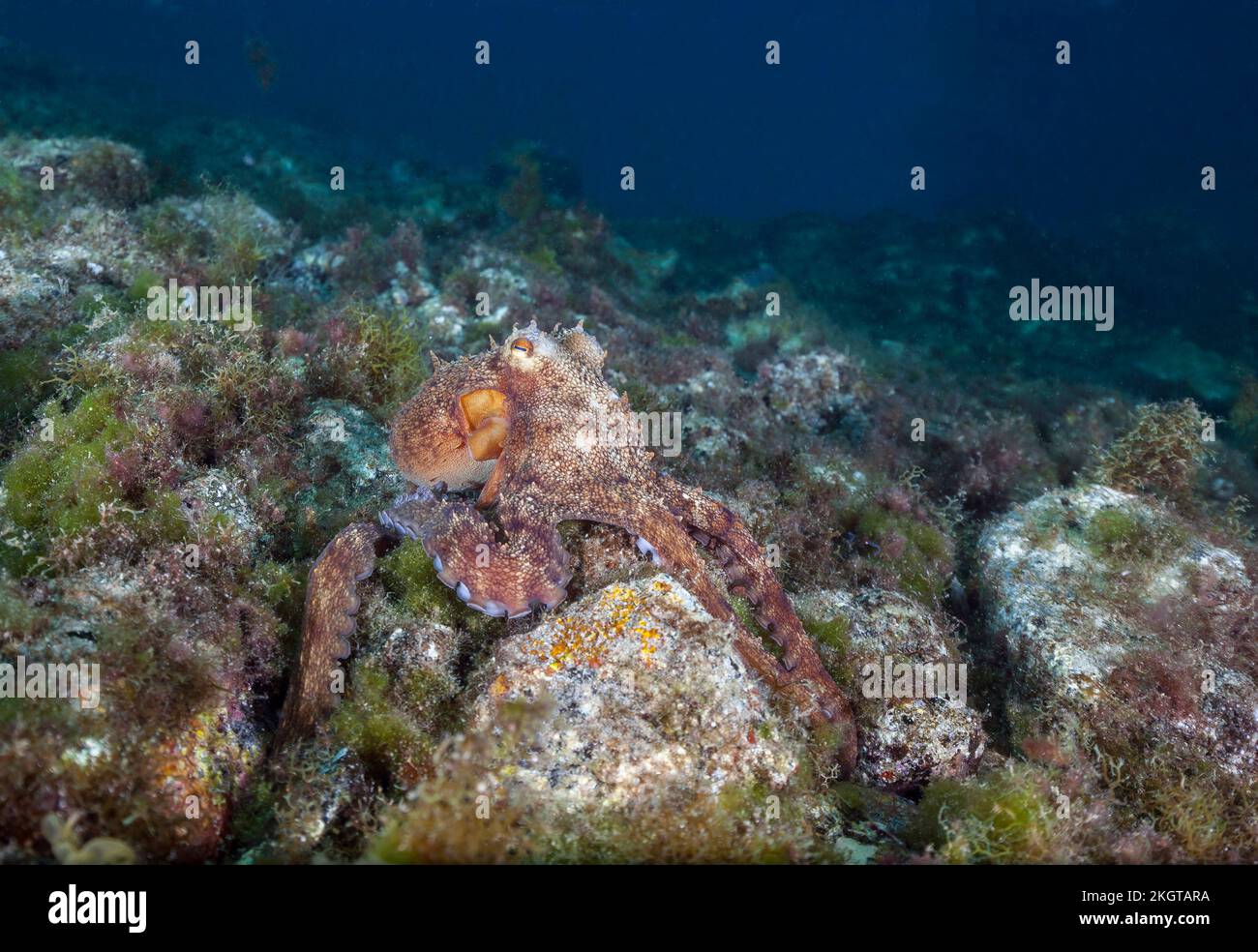 Common octopus (Octopus vulgaris) crawling along ocean floor Stock ...