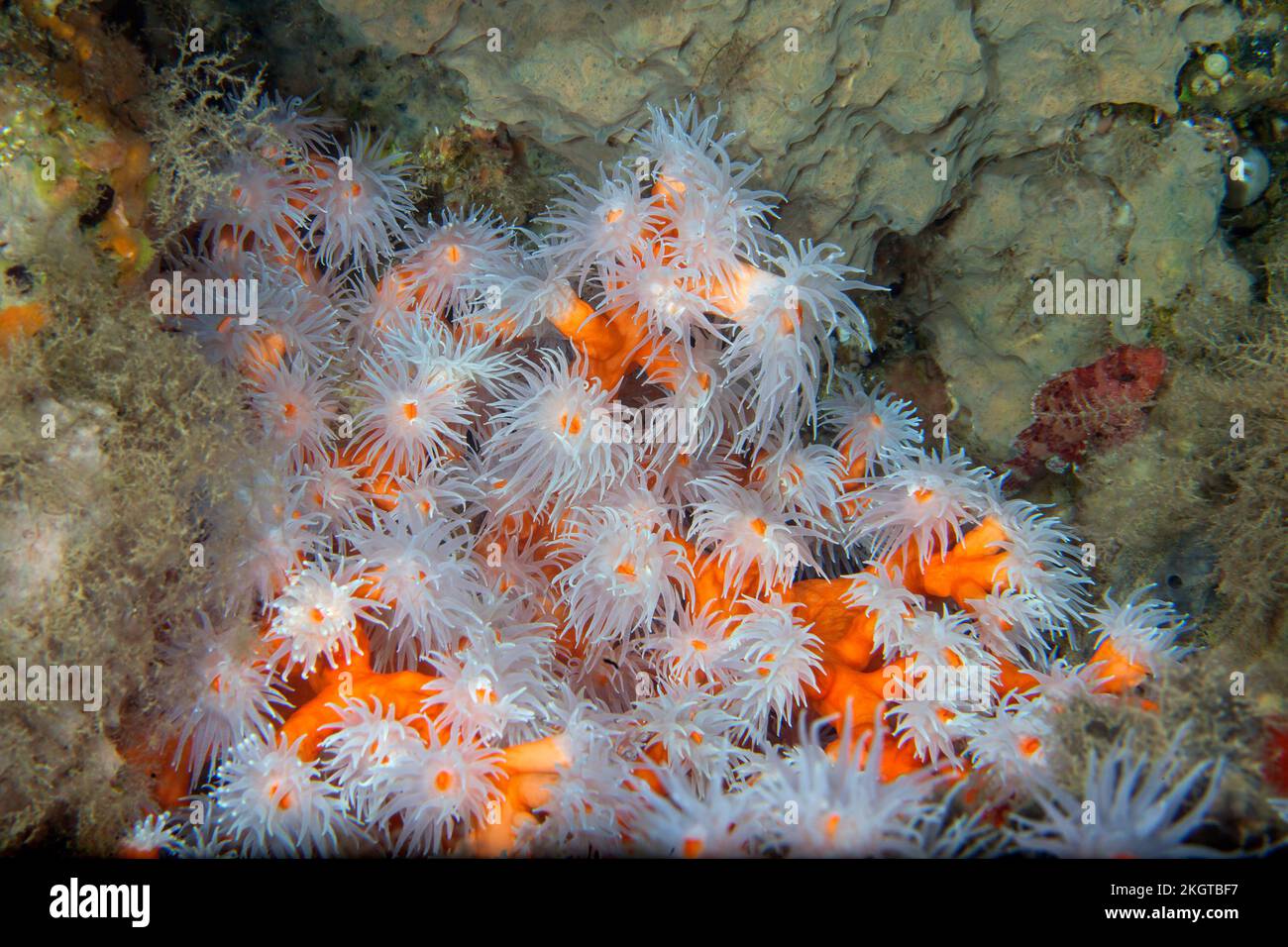 Undersea view of orange tree coral (Dendrophyllia ramea Stock Photo - Alamy