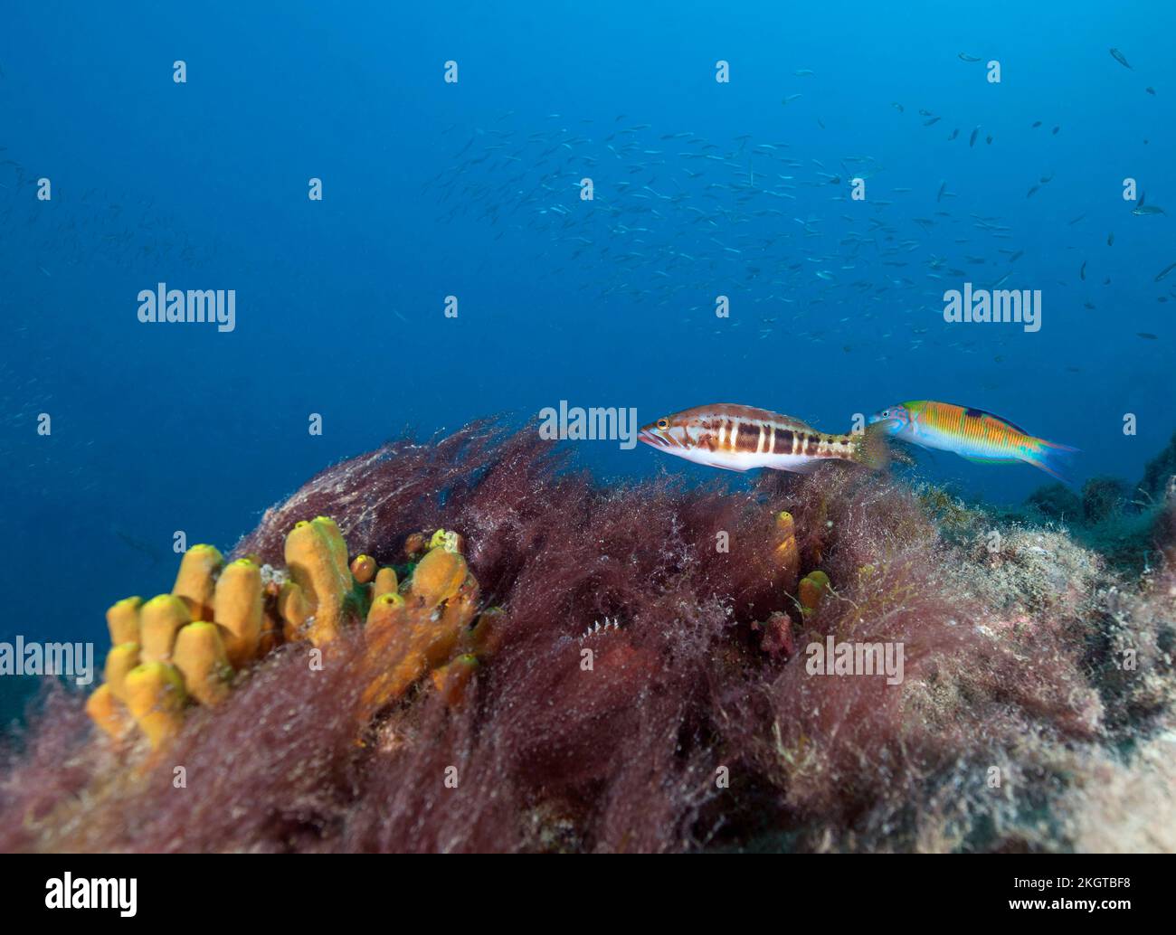 Undersea view of blacktail combers (Serranus atricauda Stock Photo - Alamy