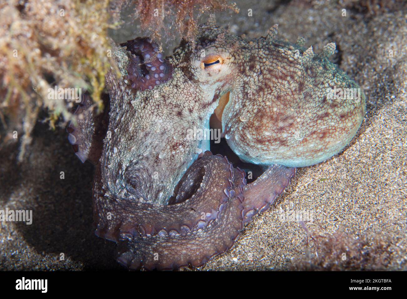 Common octopus (Octopus vulgaris) resting on ocean floor Stock Photo ...