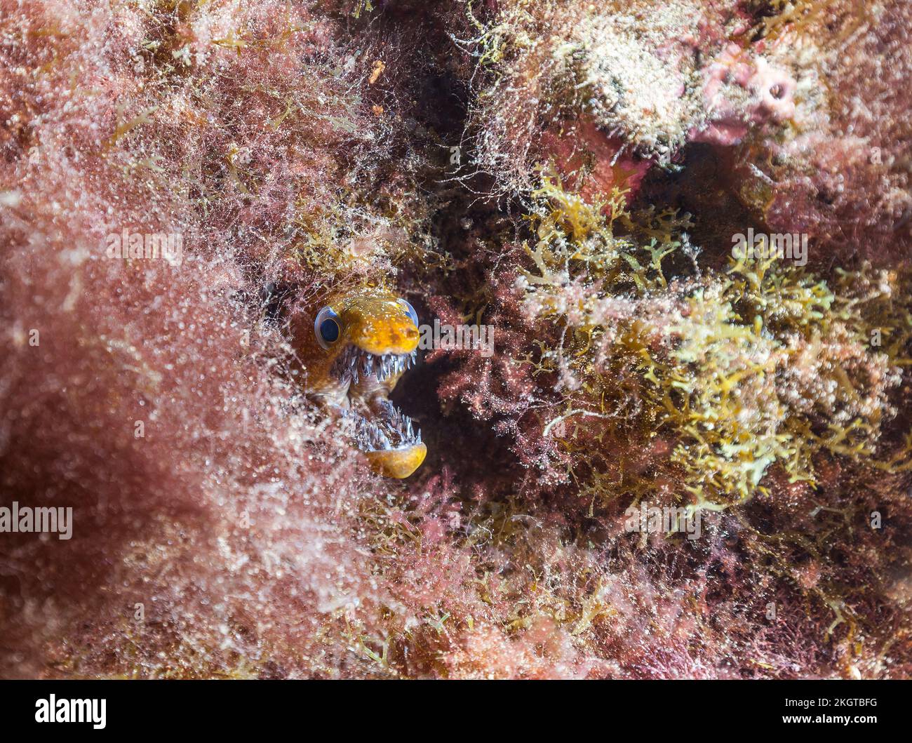 Undersea view of fangtooth moray (Enchelycore anatina) baring teeth ...