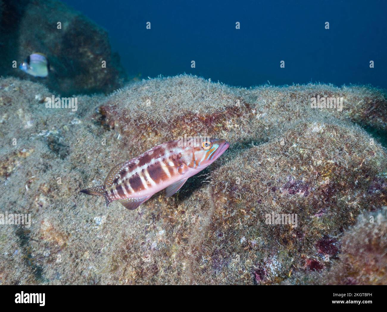 Undersea view of blacktail comber (Serranus atricauda Stock Photo - Alamy