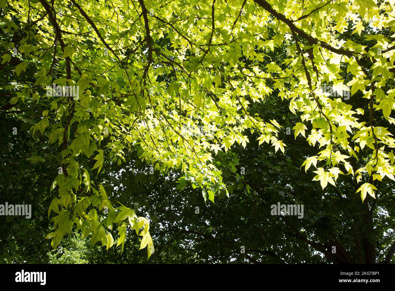Green leaves are seen backlit by the sun in London Stock Photo - Alamy