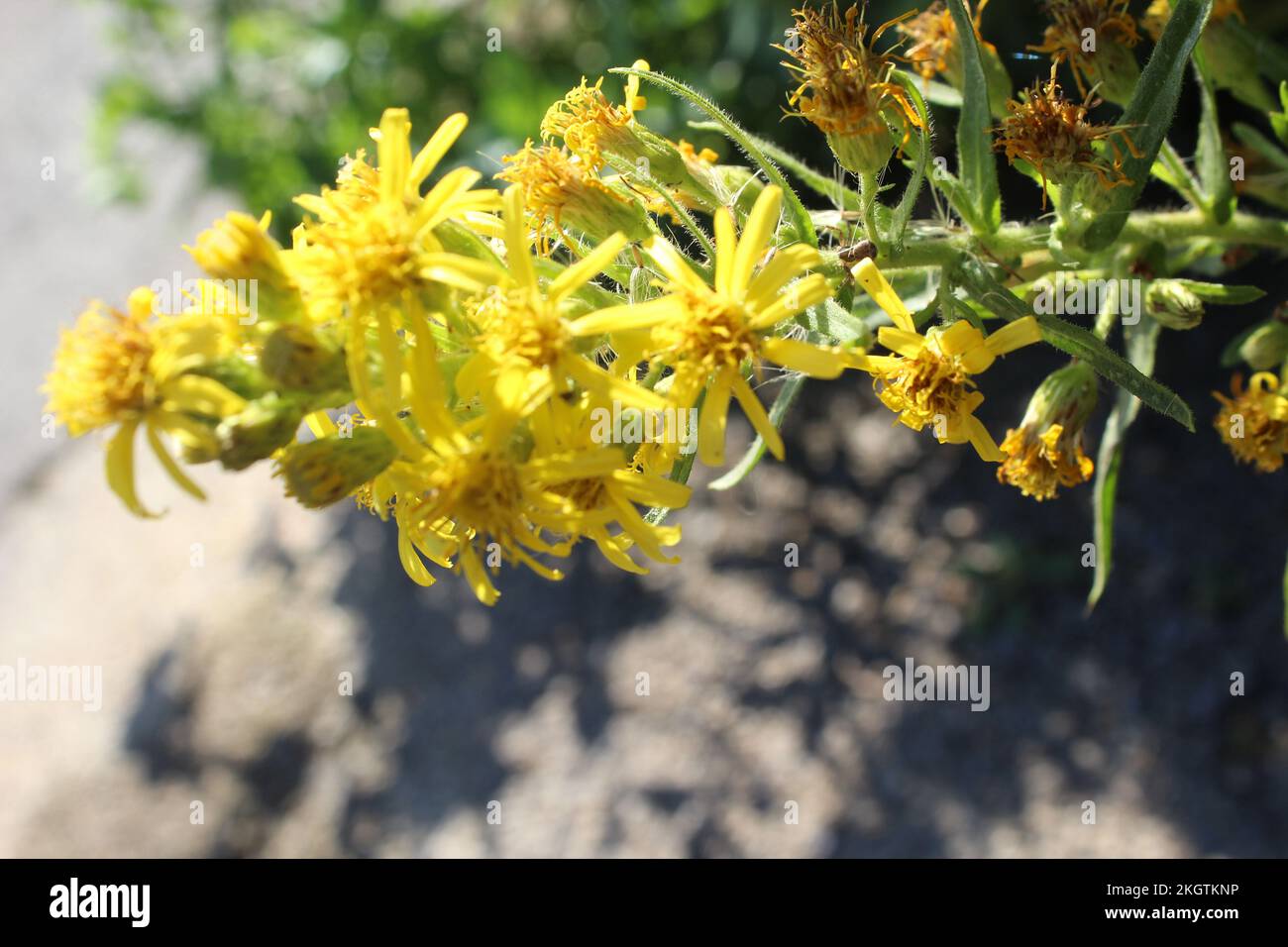 the small Yellow flowers of summer perennials in italy Stock Photo - Alamy