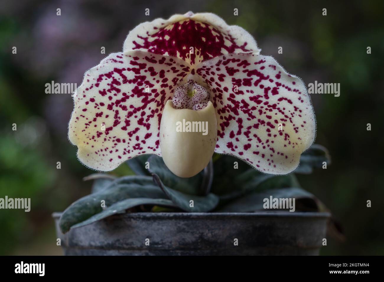 Creamy spots hi-res stock photography and images - Alamy