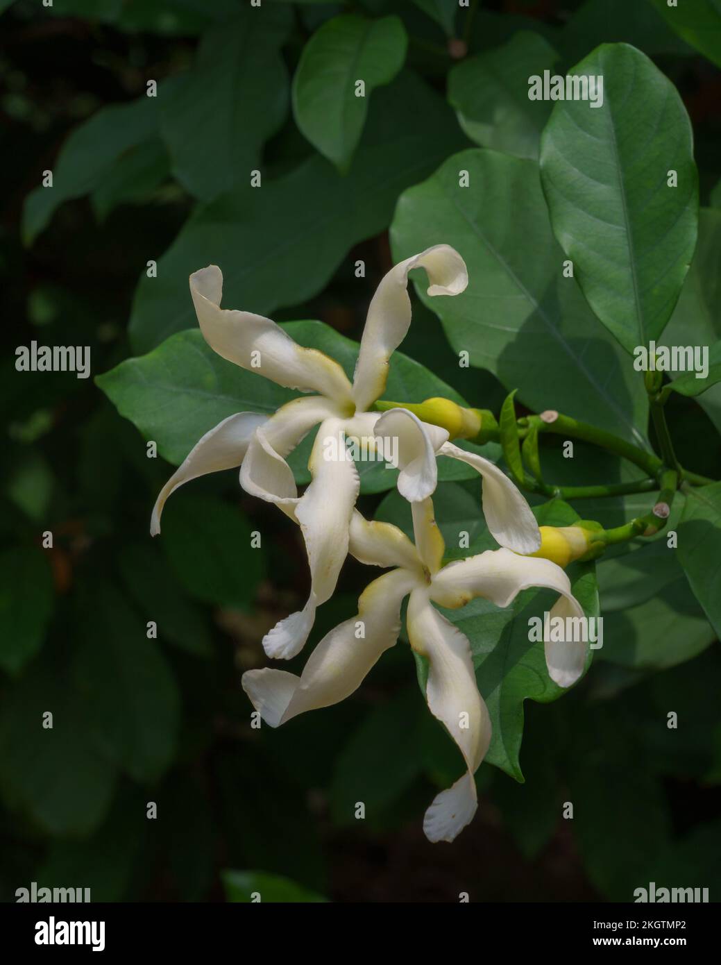 Closeup view of bright white fragrant flowers of tropical shrub ...