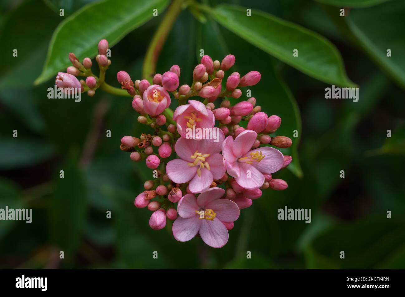 Jatropha bloom hi-res stock photography and images - Alamy