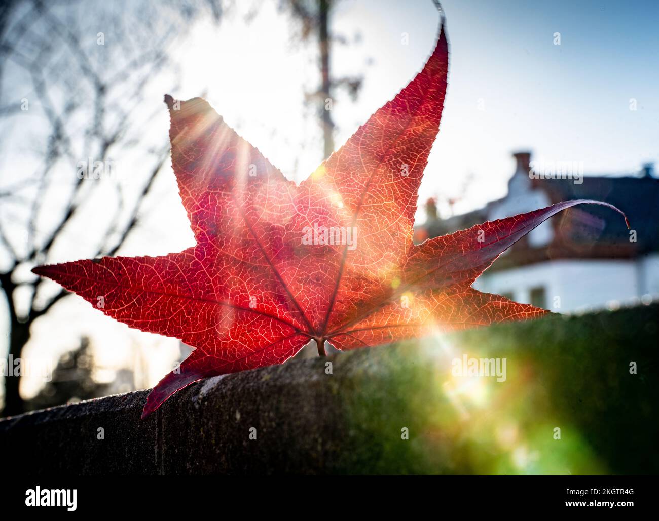 23 November 2022, Hessen, Frankfurt/Main: The reddish leaf of an amber ...