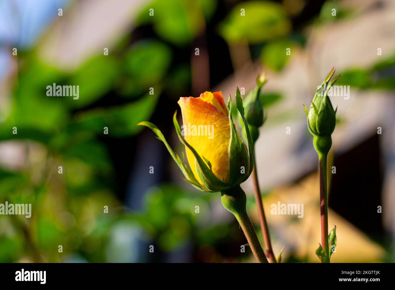 Yellow rose flower start blooming in the rose garden. beautiful ...