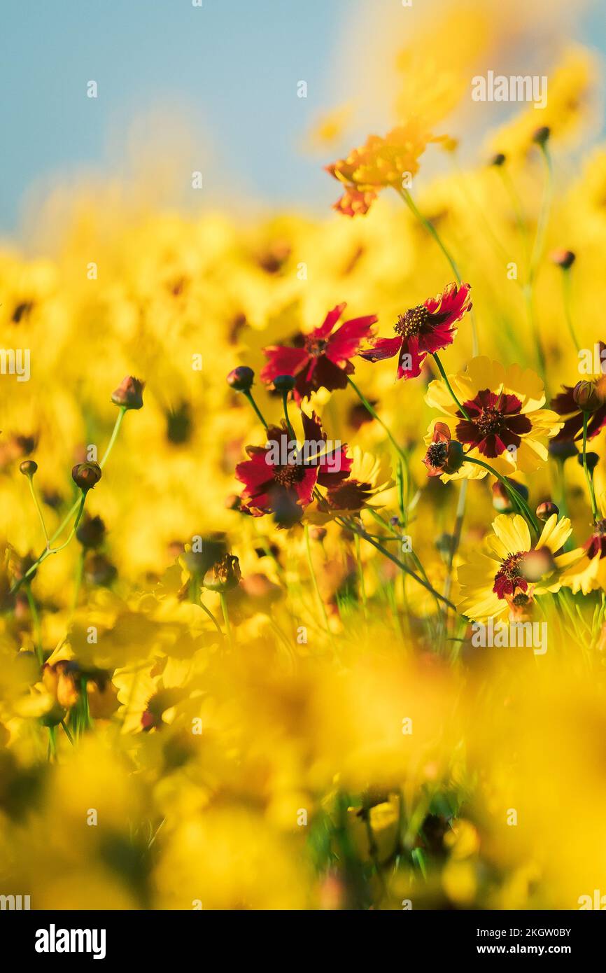 Plains coreopsis, garden tickseed, golden tickseed, or calliopsis ...