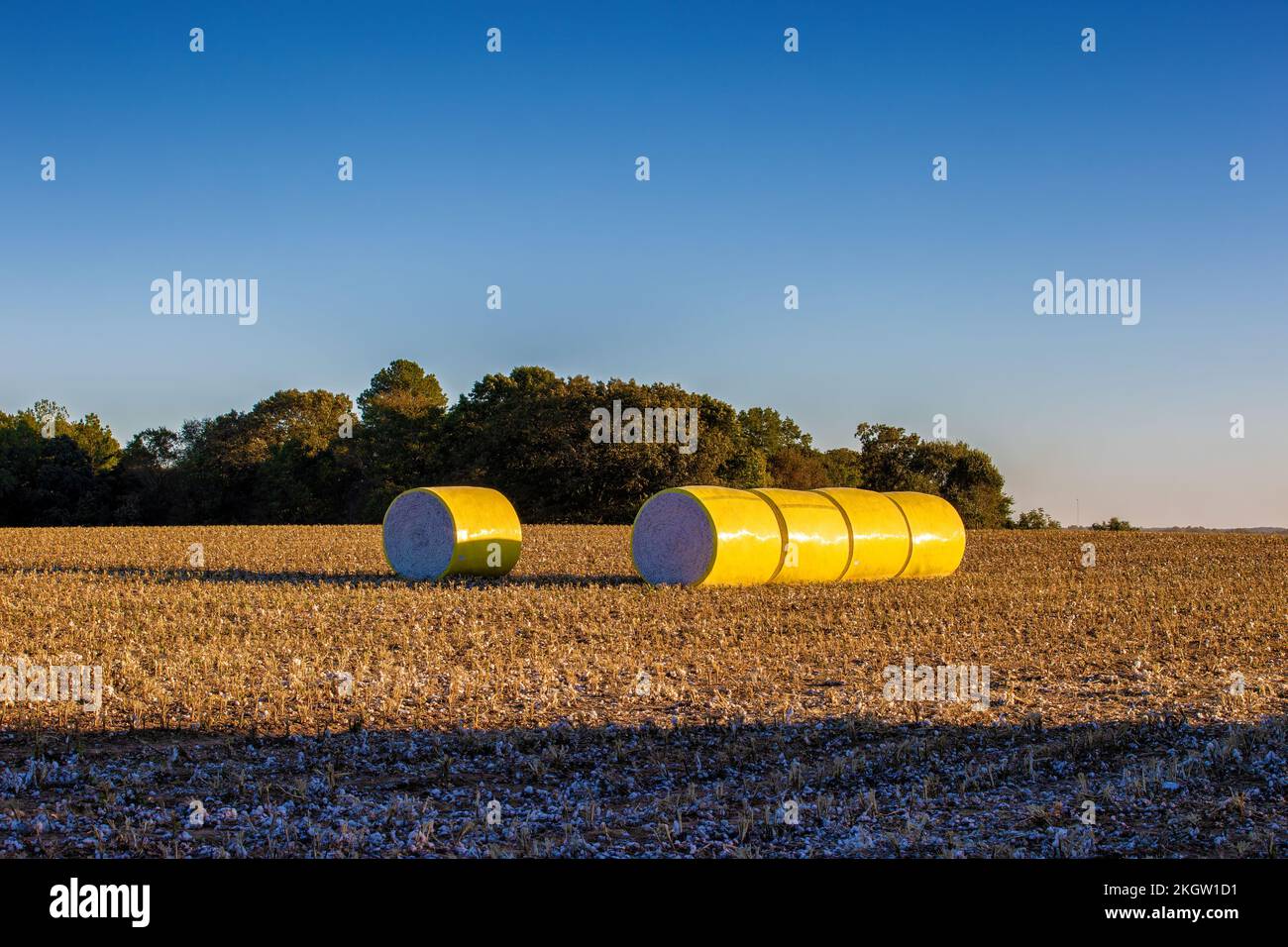 Agricultural field with round bails of cotton wrapped in yellow ...