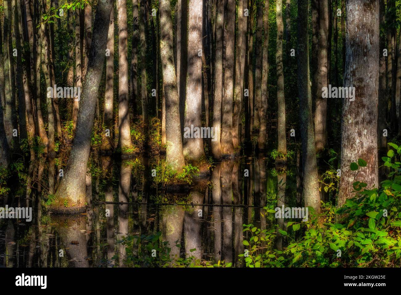 Swamp hi-res stock photography and images - Alamy