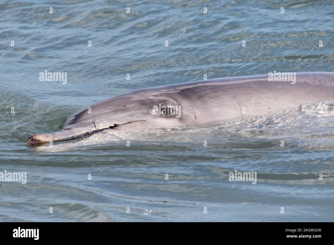 wild dolphin in the indian ocean in australia Stock Photo - Alamy
