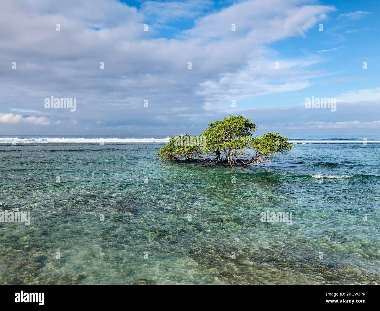 A tree growing in the middle of a sea Stock Photo - Alamy
