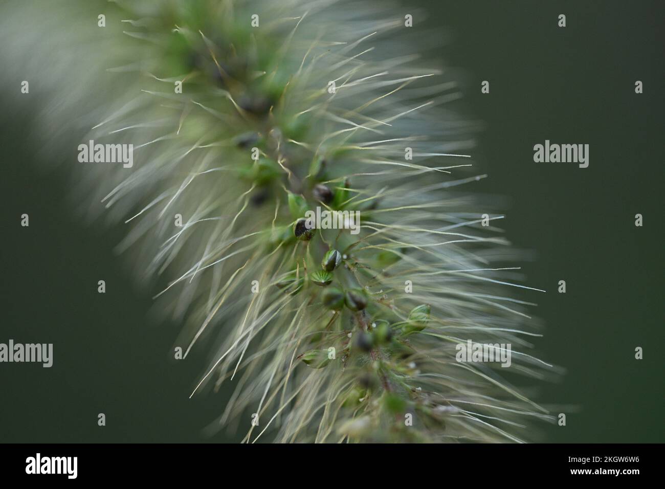 A closeup shot of a wild weed growing in the forest in Perrysburg, Ohio ...