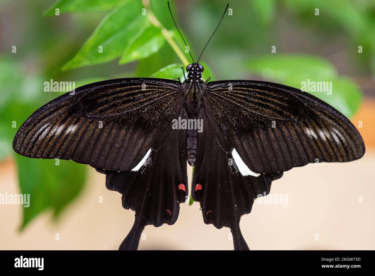 The Beauty Of Black Butterfly Stock Photo - Alamy