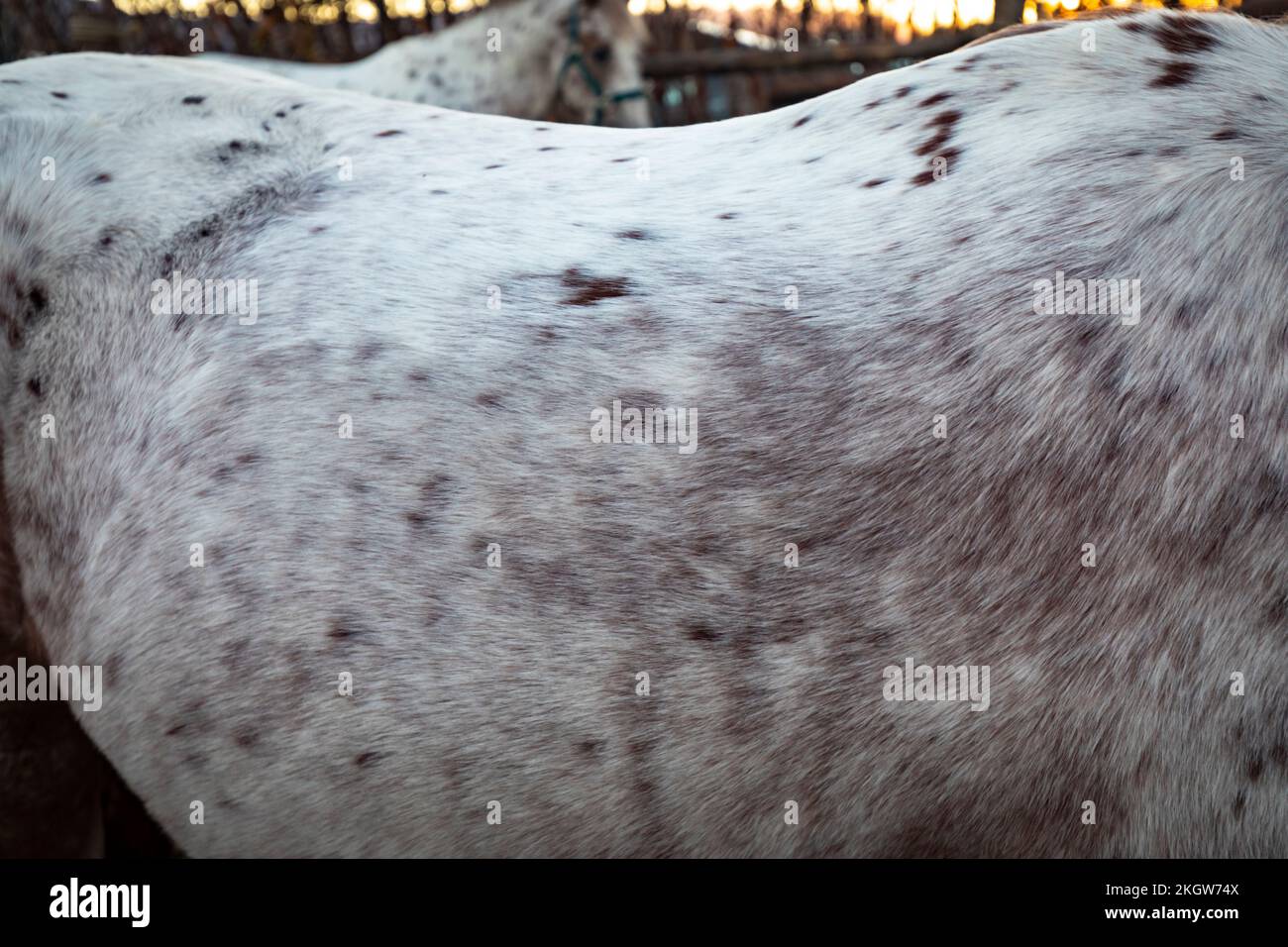 Horse fur (skin) pattern Stock Photo - Alamy