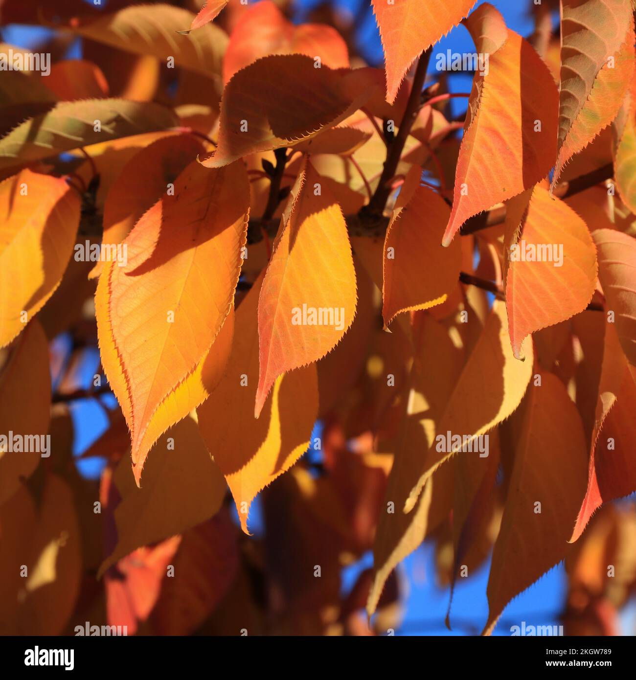 Autumn detail of a cherry tree Stock Photo - Alamy