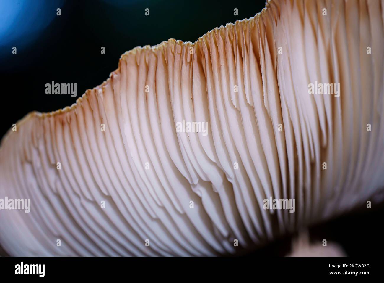 The mushroom lamellae on the underside of the cap produce microscopic ...
