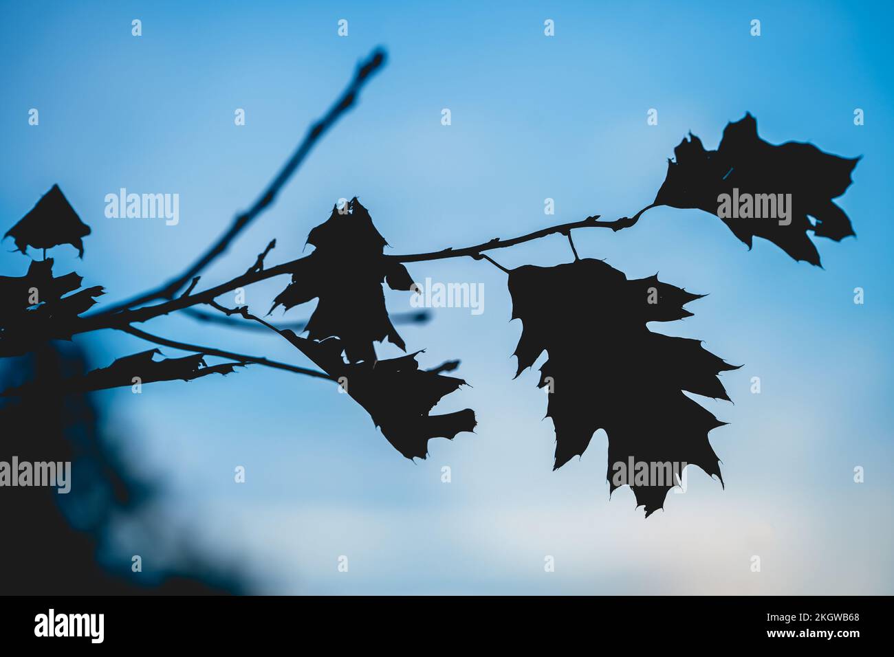 Colorful Autumn Leaves against blue sky, autumn tree in idyllic ...