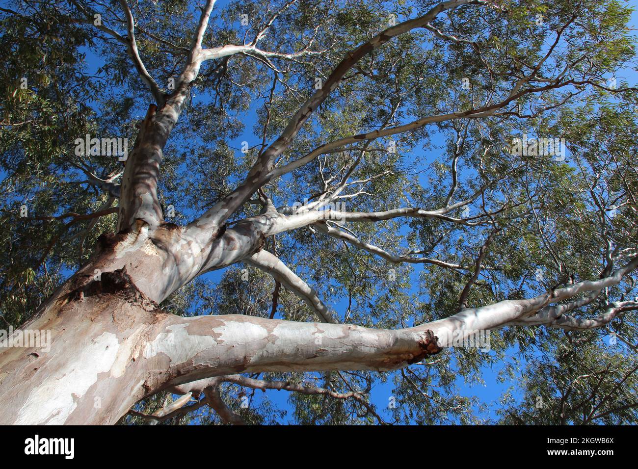 gum tree in a public park in australia Stock Photo - Alamy