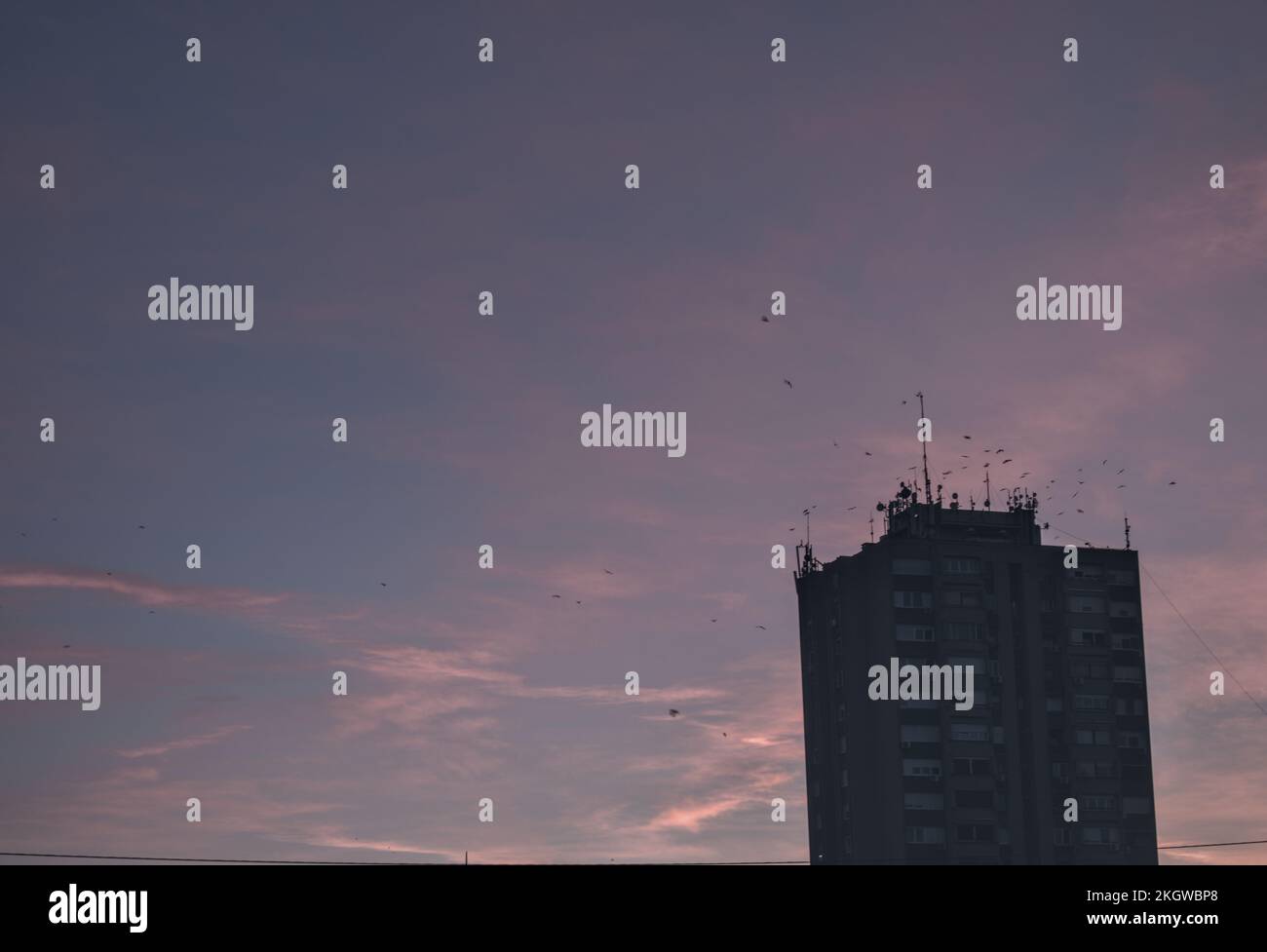 Birds flying over skyscraper in the early morning Stock Photo - Alamy