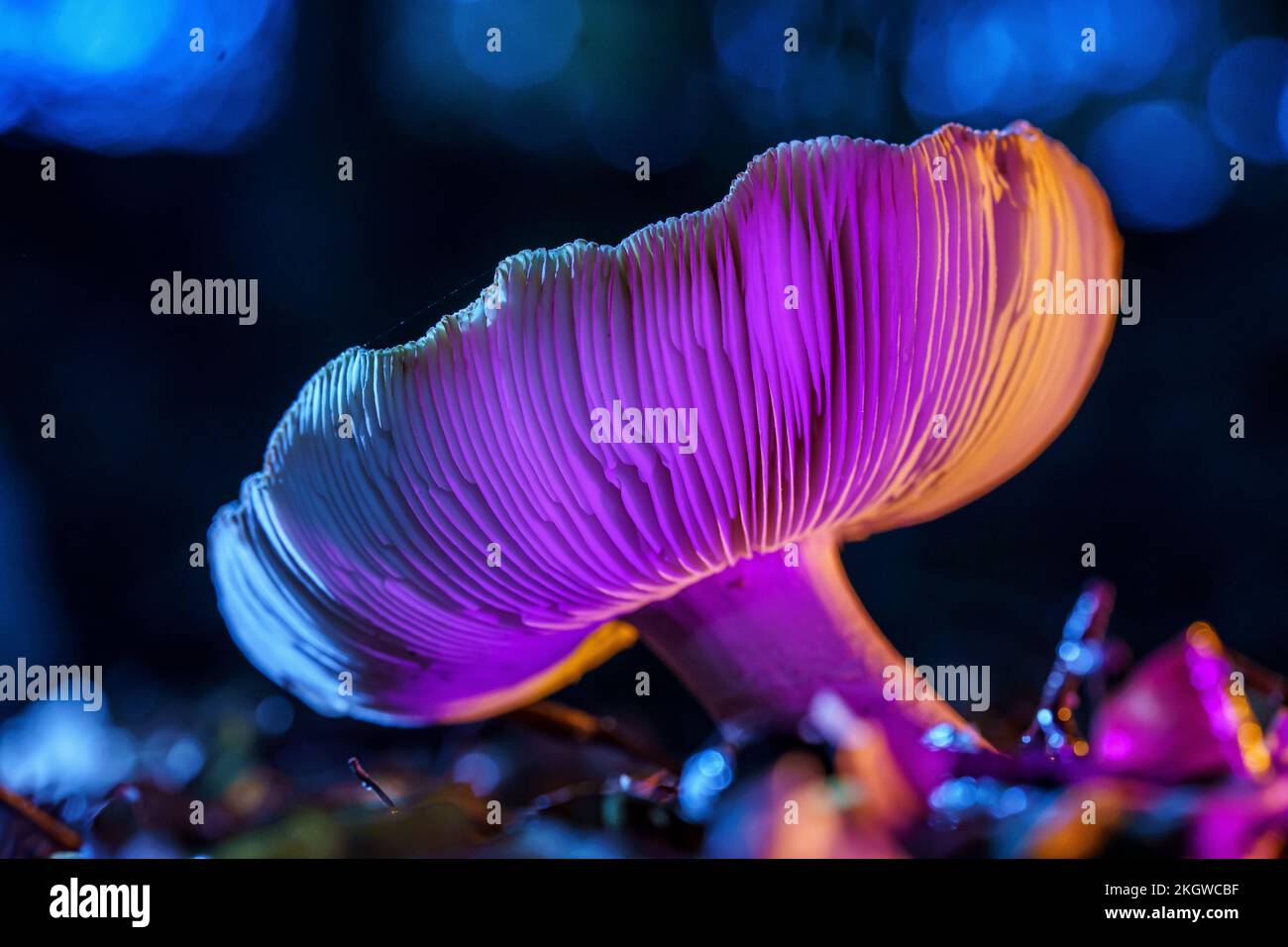 Wonderful colored wild toadstool in disco colors in a magical ...