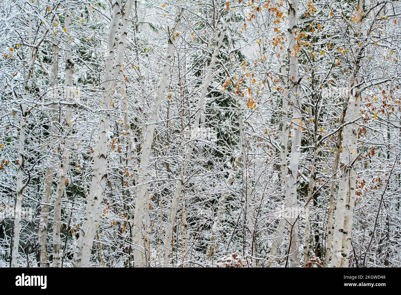 Birch trees with early snow, Greater Sudbury, Ontario, Canada Stock ...