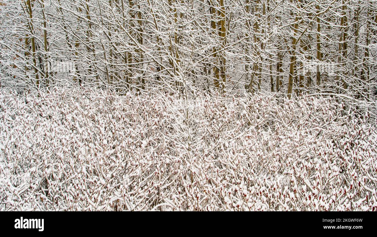 Sumac and aspen trees with early snow, Greater Sudbury, Ontario, Canada ...